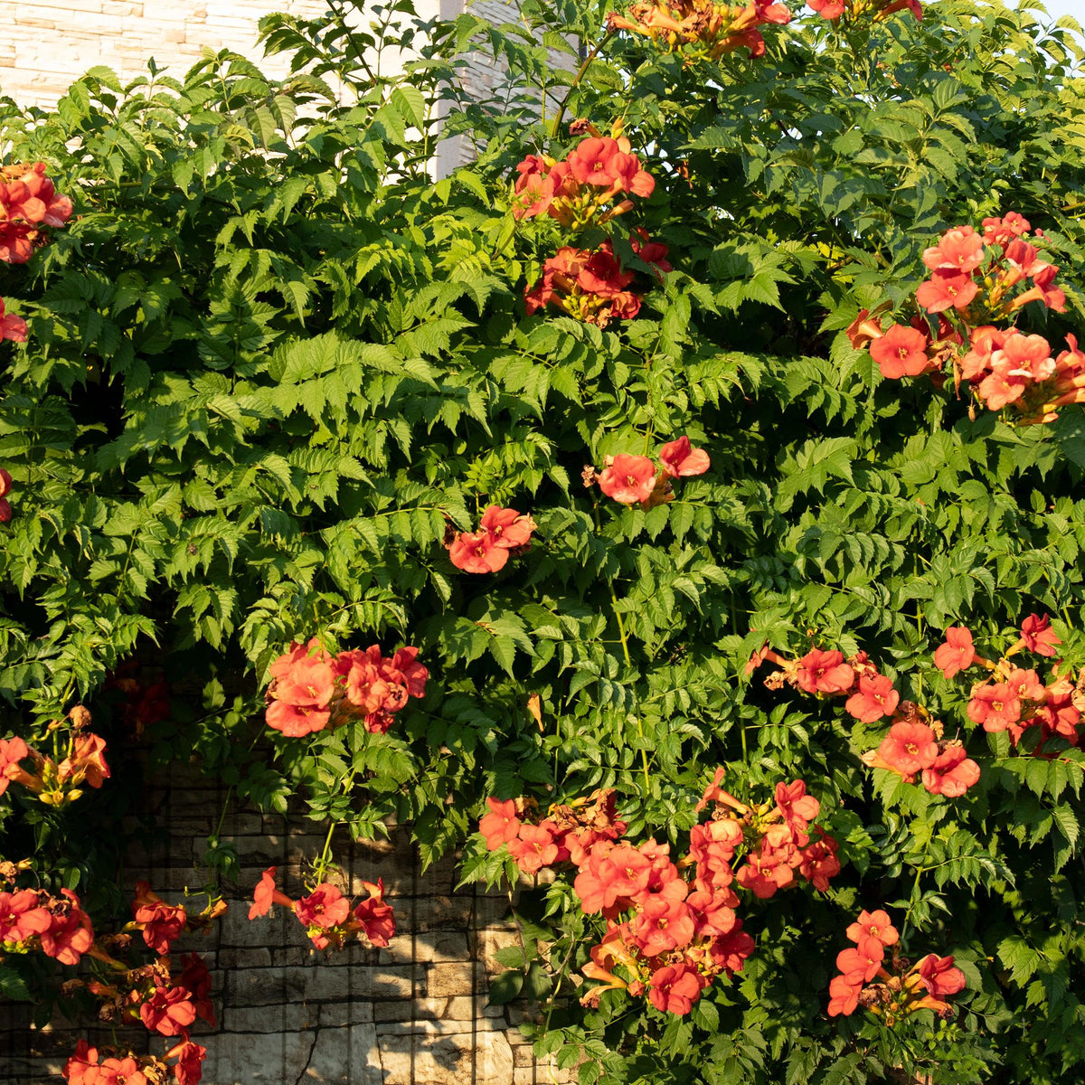 Pflege von Klettertrompeten (Campsis radicans): Praktischer Leitfaden